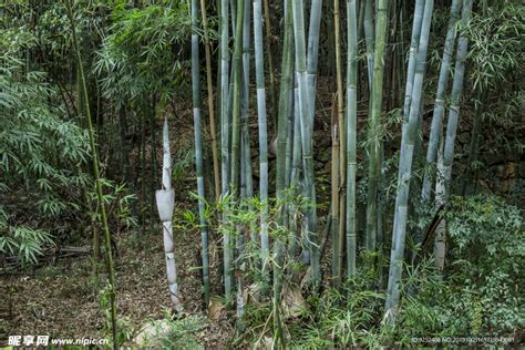 粉单竹摄影图树木树叶生物世界摄影图库昵图网