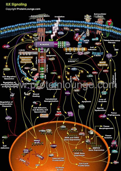 Biological Databases And Tools Ilk Signaling Protein Lounge