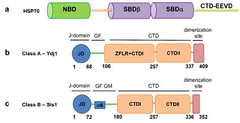 Domain Architecture Of Hsp70 And Jdps A Schematic Representation Of
