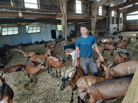 Sécheresse En Loire Atlantique Les éleveurs De Chèvres Obligés De