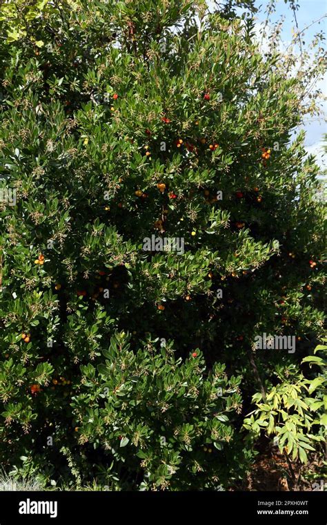 Arbre De Fraise Arbutus Unedo Petit Arbre Avec Le Berry D Arbutus