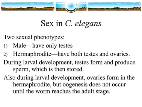 Sex Determination Ppt