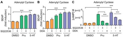 A And B Sh Sy5y Cells Transfected With Peak12 Ap App And