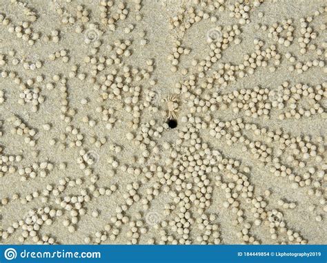 Close Up View Of Sand Bubbler Or Ghost Crab Scopimera Dotilla Patterns