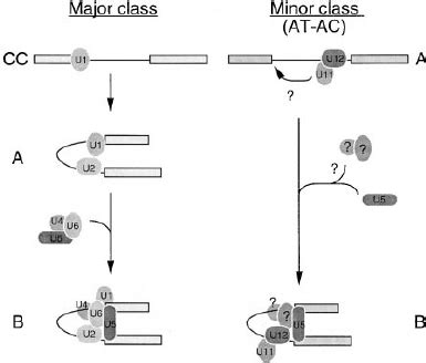 Schematic Pathway Of Splicing Complex Assembly The Left Diagram Shows