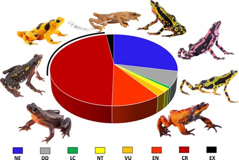 Amphibia Examples