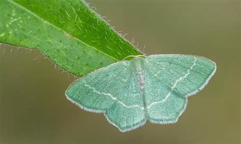 Small Grass Emerald Butterfly Conservation