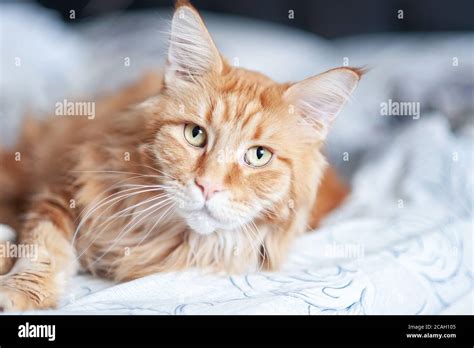 Big Red Cat Maine Coon Is Lying On The Bed In The Bedroom The Cat