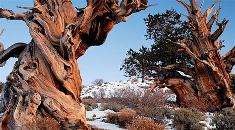 Prometheus Tree