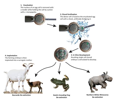 Organismal De Extinction Revive And Restore