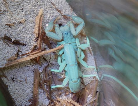 Paravaejovis Spinigerus Arachnoboards