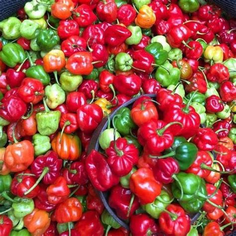 Jual Seedcenter 1 Benih Biji Cabe Cabai Cengek Lombok Rawit Leutik Padi