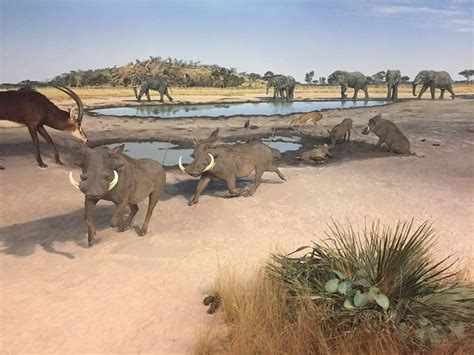 アフリカの10の絶滅した動物 Oneechanblog