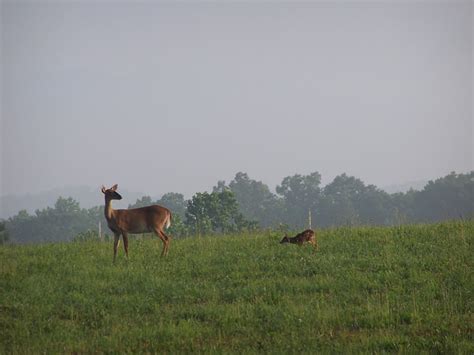 Graphics Assignment 2