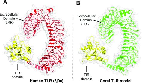 Coral Tlr Homology Model Based On The Full Length Tlr5 Structure Model Download Scientific