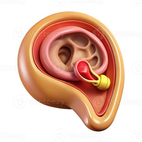 Isometric Illustration Of Inner Ear Anatomy 55386148 Png