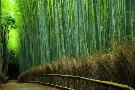 嵯峨野 竹林の道 嵐山の美しい竹の道 京都もよう KYOTO MOYOU