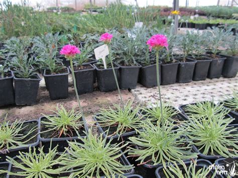 ארמריה Armeria משתלות מלצר משתלה לצמחים רב שנתייםשיחיםסוקולנטים עונתיים מטפסים תבלינים
