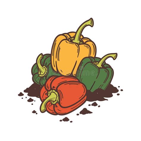 Colorful Bell Peppers With Outline On White Background Drawing Stock