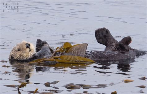 Morro Bay Pismo Beach Birds And Wildlife Ingrid Taylar Foto