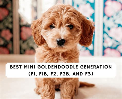 Best Mini Goldendoodle Generation F1 F1b F2 F2b F3 We Love Doodles