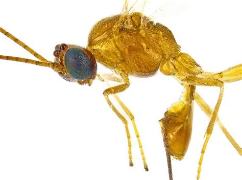 Male Macrocentrus Bugguide Net