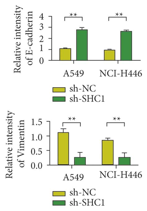 Knockdown Of Shc1 Inhibits Lung Cancer Emt In A549 And Ncih446 Cells