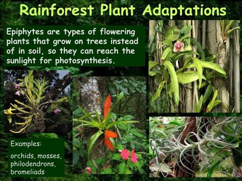 Plant Adaptations In The Rainforest Biome At Alden Johnson Blog