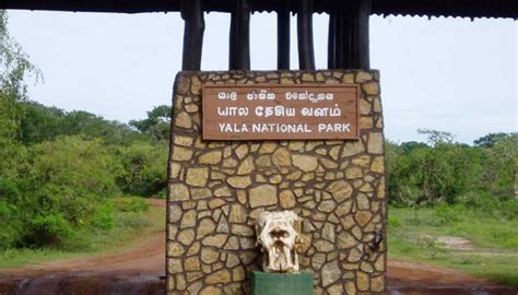 Neth News Sri Lanka Latest Sinhala News And Headlines Sri Lanka