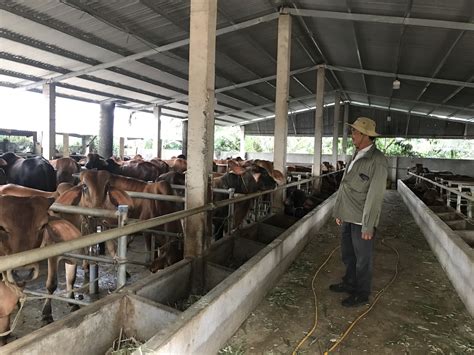 Cận cảnh trang trại nuôi bò khủng lấy phân
