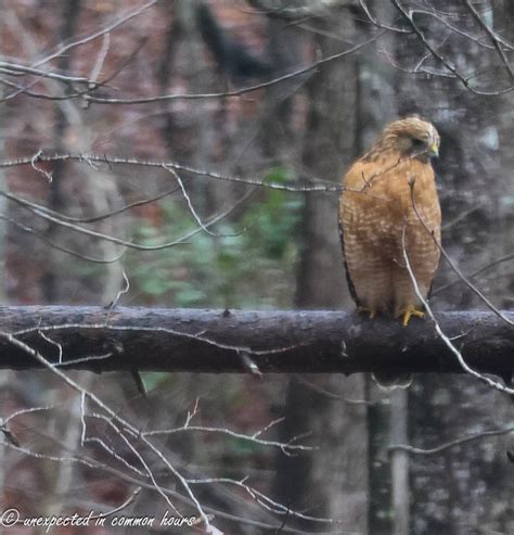 Red Shouldered Hawk Unexpected In Common Hours