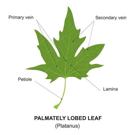 Premium Vector Simple Leaf Diagram Simple Leaf Example Palmately