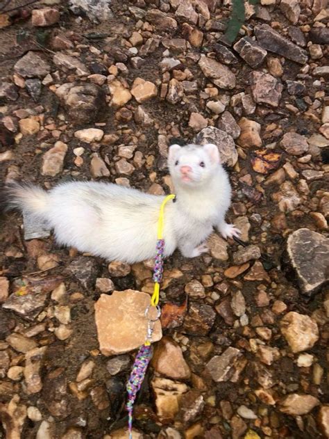 Pin by Coniix on Guardado rápido in 2024 Funny ferrets Cute