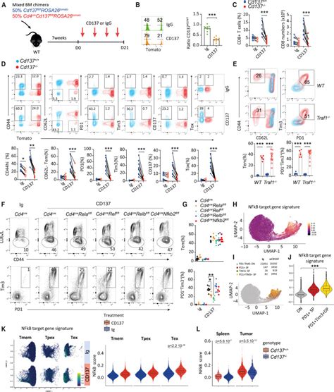 Tcr Independent Cd137 4 1bb Signaling Promotes Cd8 Exhausted T Cell