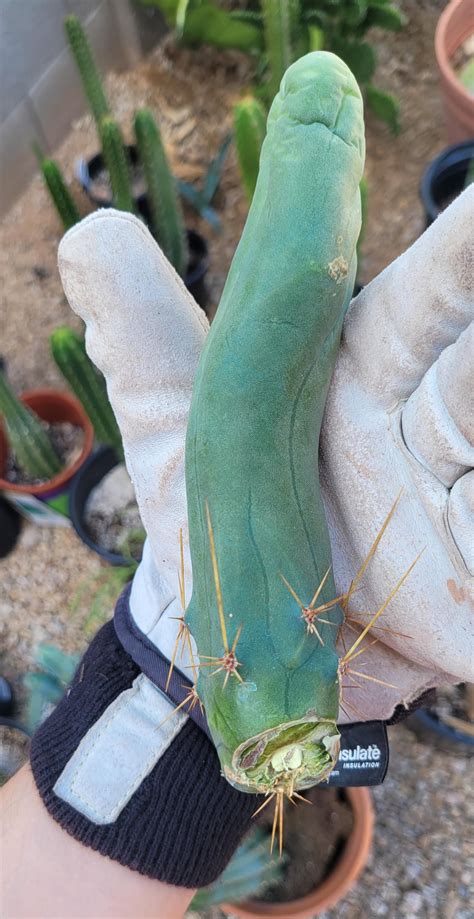 Tbm Long Form 7 50 Shipped R Sanpedrocactusforsale