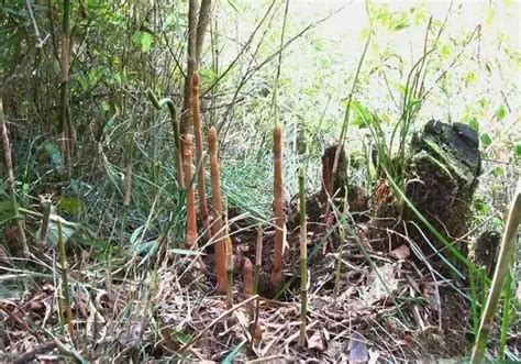 山里農民不打工，開荒種它，畝產3000斤，30元一斤搶著要 每日頭條