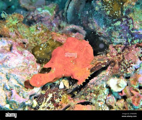 Frogfish Deep Sea Exploration 2025 Frogfishes Are Any Member Of The