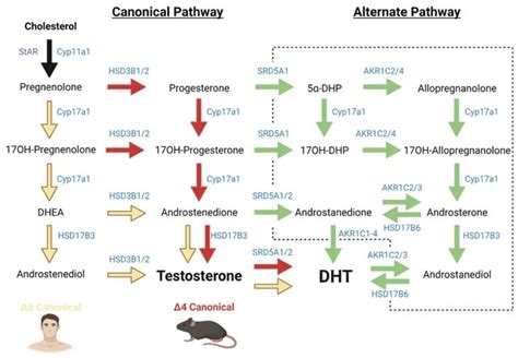 Finasteride Vs Dutasteride The Science R Tressless