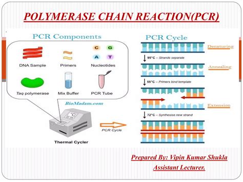 Polymerase Chain Reactionpcr Ppt