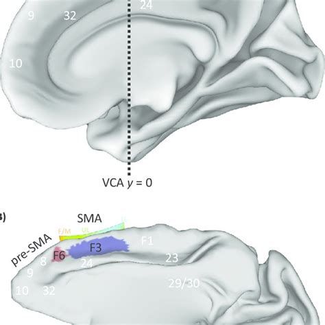Pdf Roles Of Supplementary Motor Areas In Auditory Processing And Auditory Imagery