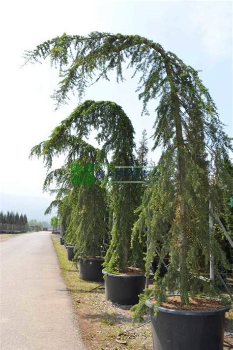 Deodar Cedar Himalayan Cedar Pendula Cedrus Deodora Pendula Pinaceae Sms Marmara Group