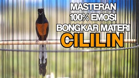 Pancingan EMOSI Murai Batu 100 Ikut GACOR Langsung BONGKAR MATERI