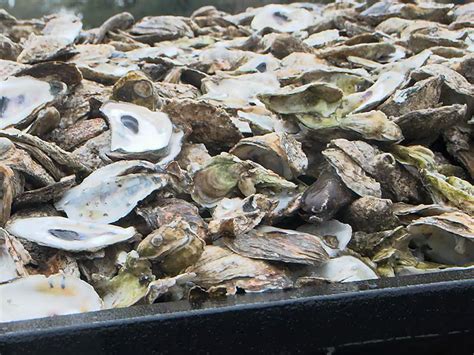 Scdnr Closes Shellfish Harvesting Season Searches Shell Recycling