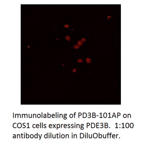 Anti Pde3b Antibody A54878