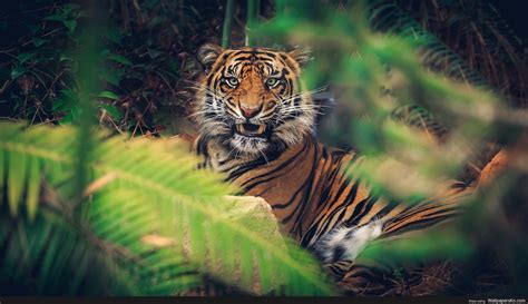 Ultra Hd Animal Wallpapers 4k