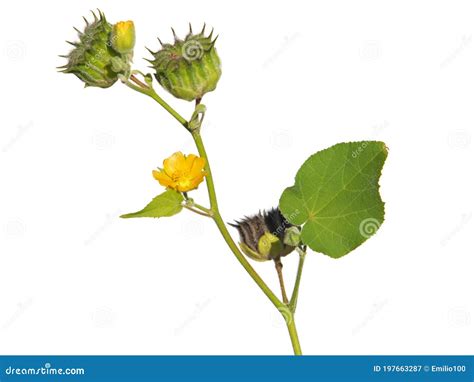 Velvetleaf Plant With Flowers And Pods Isolated On White Abutilon