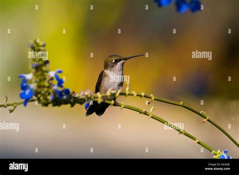 Female Ruby Throated Hummingbird Stock Photo Alamy