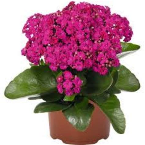 Kalanchoe Calandiva Purple 130mm Lumpys Nursery And Landscape Yard