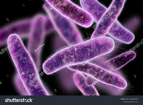 Bacteria Colony Under Microscope Illustration Cystitis Stock