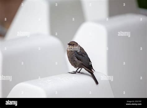 Brewers Blackbird Euphagus Cyanocephalus A Sleek Avian Companion